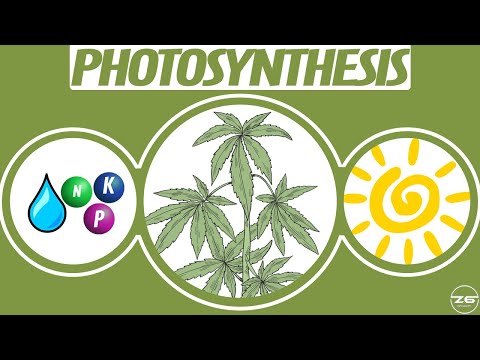 PHOTOSYNTHESIS FOR DUMMIES!!! PLANTING DOUBLE CHOCOLATE SEED!!!