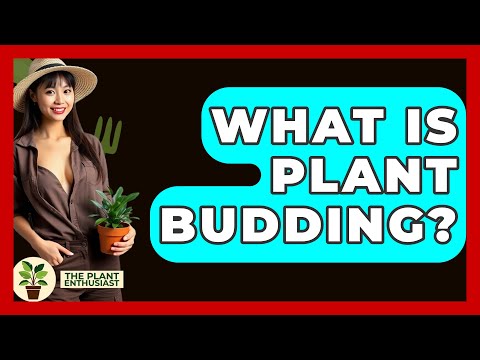 What Is Plant Budding? - The Plant Enthusiast