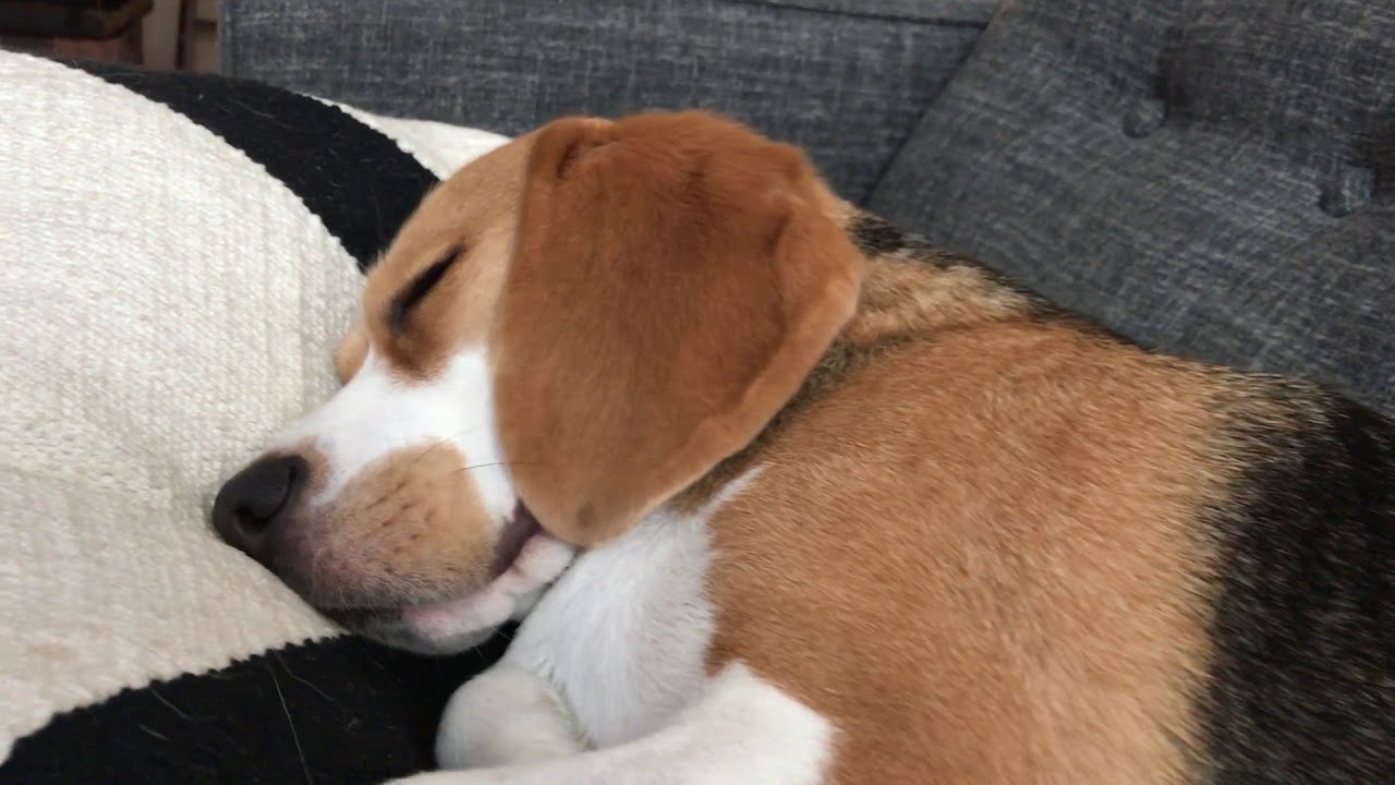 Sleepy beagle enjoying an afternoon nap