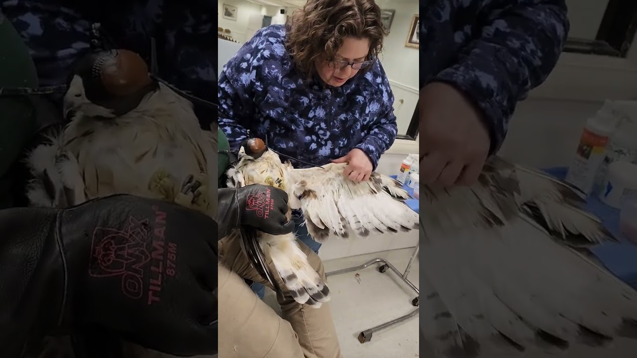 Update on our Rough-legged Hawk patient #Hawk #WildlifeRescue #ConservationEfforts #birds