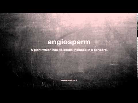 What does angiosperm mean