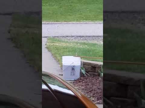 How to get rid of chipmunks.