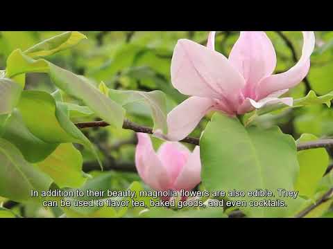 Magnolia Trees: Why They're More Than Just Beautiful, They're Powerful!
