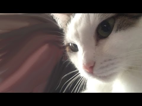 Cat looking at camera #shorts
