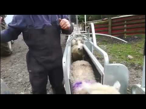 Stock Worker - Bolus and mineral drench for ewe lambs