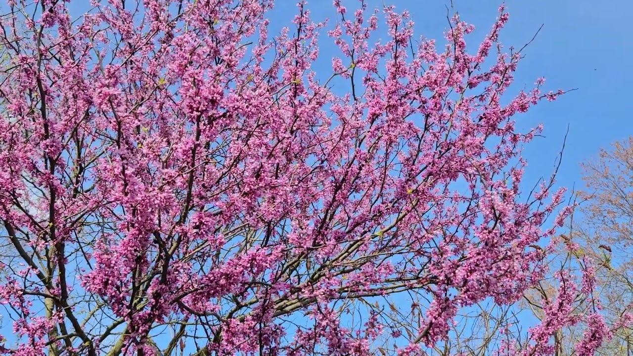 Holy wow, Redbud for the Pollinators!