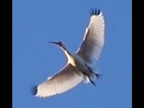Jamaica extinct ibis discoveries | Dear Kitty. Some blog