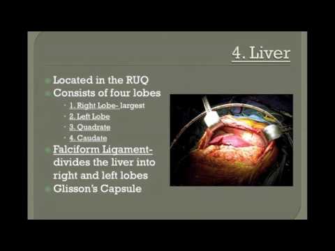 accessory organs