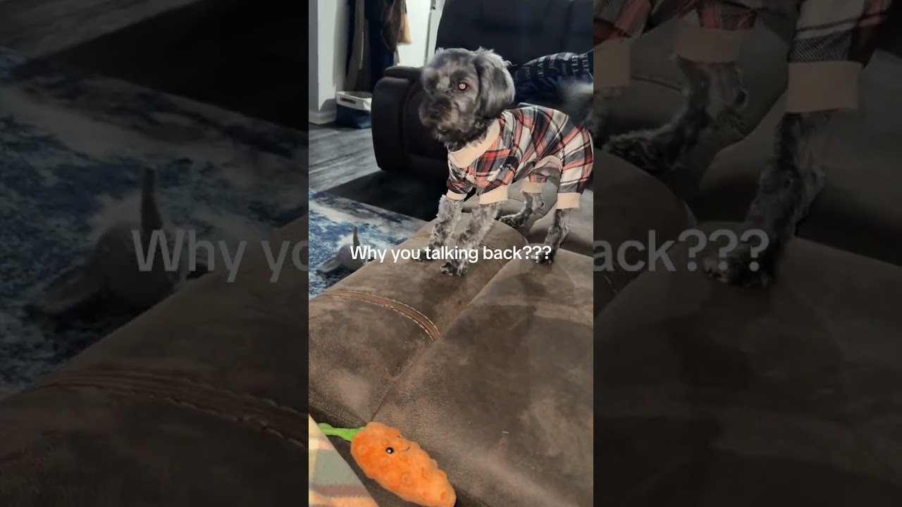 @life.with.jj12: Every time I say something JJ gotta respond back 🤣 #dog #dogvideos