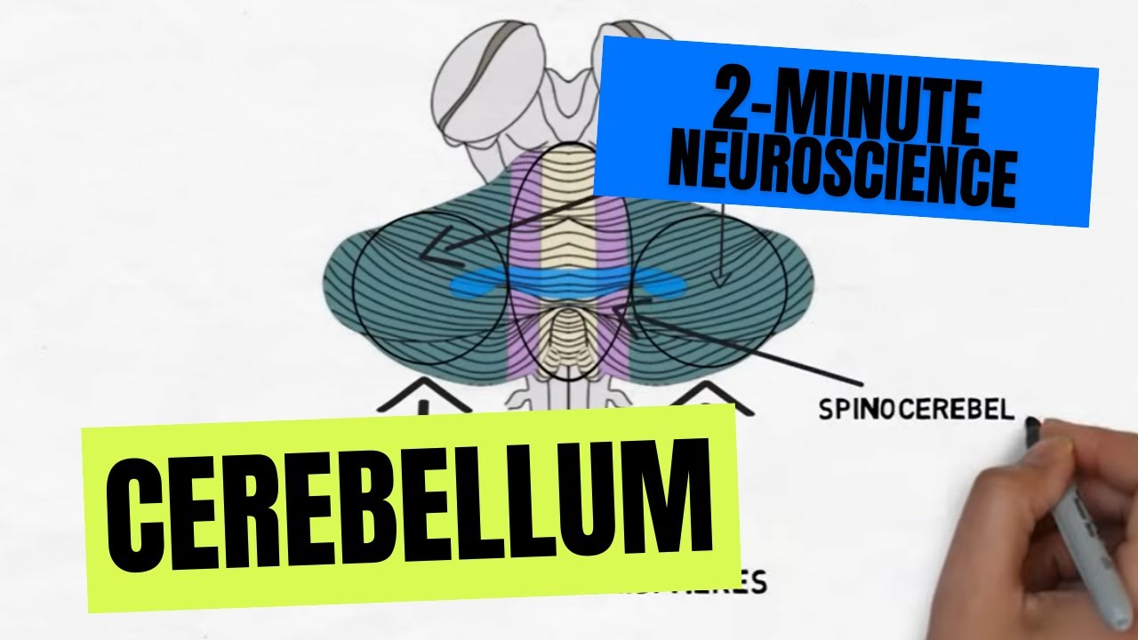 2-Minute Neuroscience: Cerebellum