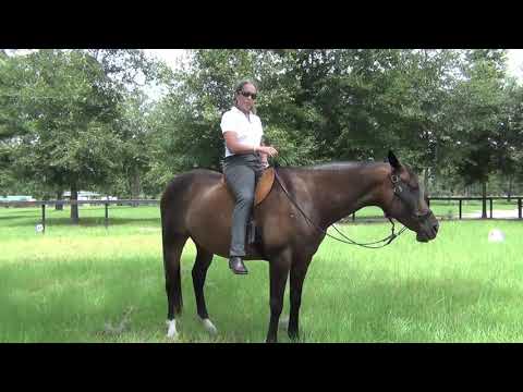 How Long Should My Reins Be? Common Mistakes Beginner Rider’s Make