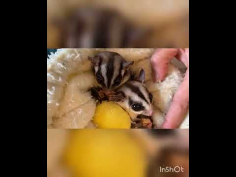 Petauros del azúcar 😍🤲