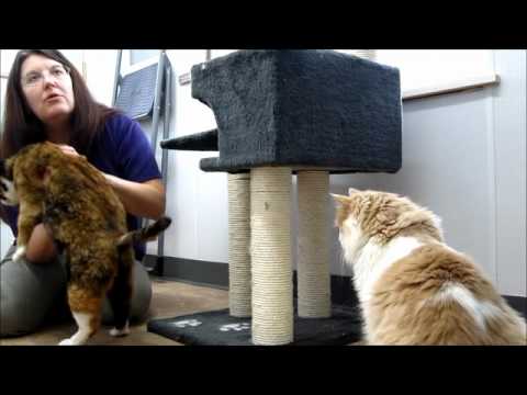 Cybele, senior tortoiseshell/manx cat - ADOPTED!