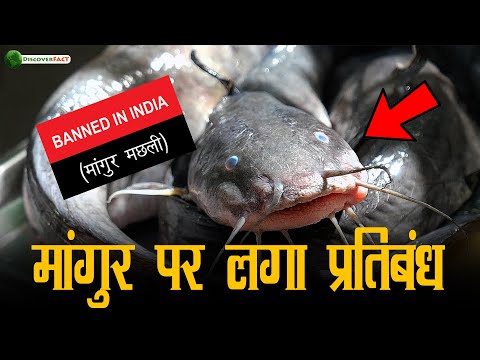 मांगुर मछली पर सरकार ने क्यों लगाया प्रतिबंध? Magur Fish Banned in India