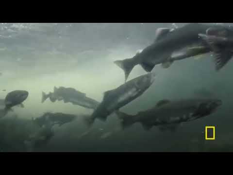 Pink salmon mom battles an uphill river journey Incredible Animal Journeys National Geographic