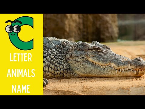 Top 75 Animals Name That Starts With Letter-C in English #kidseducation #kidslearning #animals