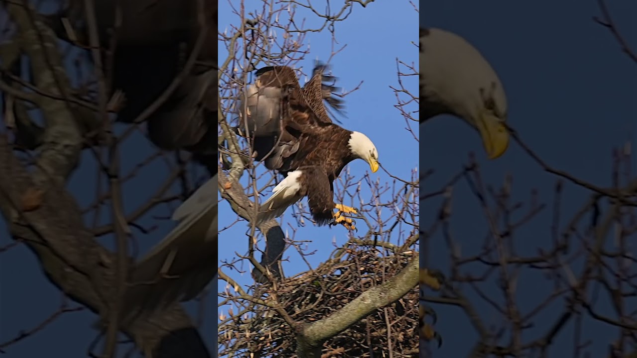 BALD EAGLES OF CENTERPORT… SUPER SLOW MOTION LANDING ! #bird #baldeagle #baldeagles #wildlife