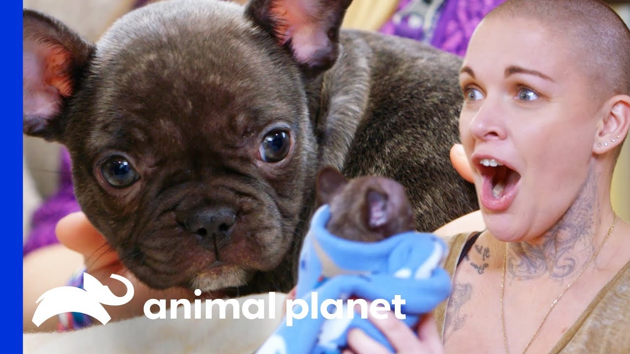 Amanda Finds The Perfect New Home For This Adorable Puppy | Amanda To The Rescue