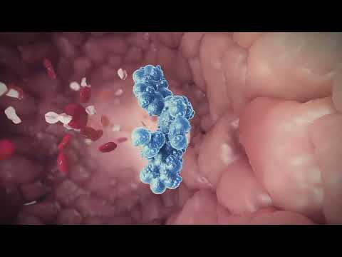 Novel oral anti - coagulants (NOACs) || How do they work?