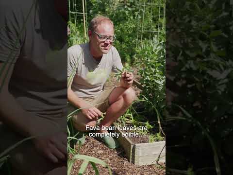 You can eat fava (broad) bean leaves...