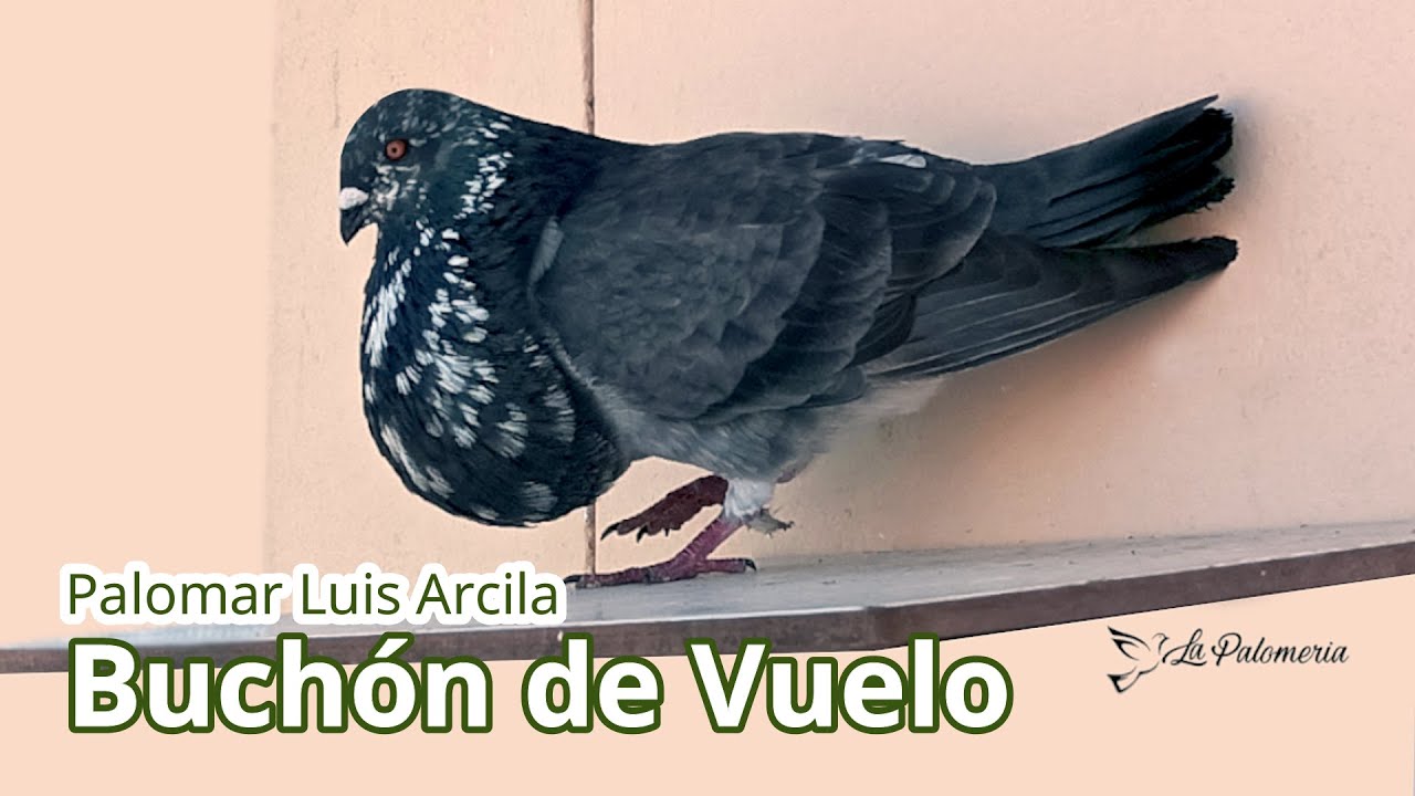Buchonas Gaditanas /Diferencias – La Palomeria