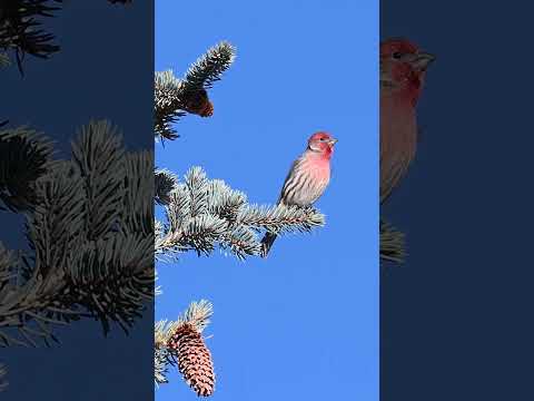 House Finch Bird Song #shorts