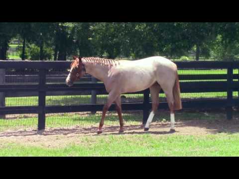 BluesDontComeEasy (AQHA/APHA) Sold! Congrats to Heather Hembree for her purchase of this good one!
