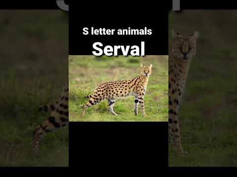 S letter animals!! Animals Names Start With S!! Animals With Images @sakala-multicolours.