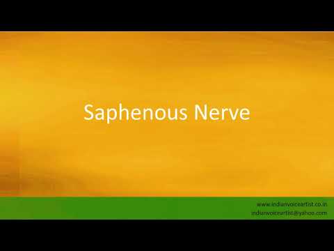 Pronunciation of the word(s) "Saphenous Nerve".