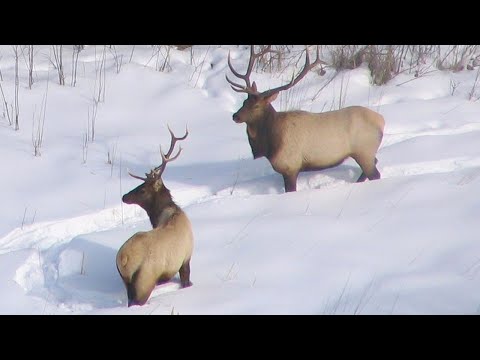 DNR to Conduct Aerial Elk Surveys in Northwest MN | Lakeland News