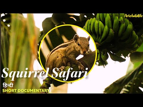How A Squirrel Conquer the Urban Jungle | Animal Documentary In Hindi