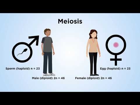 Chromosome structure and behaviour in mitosis and meiosis