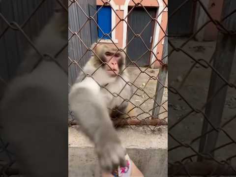 Crashout Monke #funnyvideo #funnymemes #funny #meme