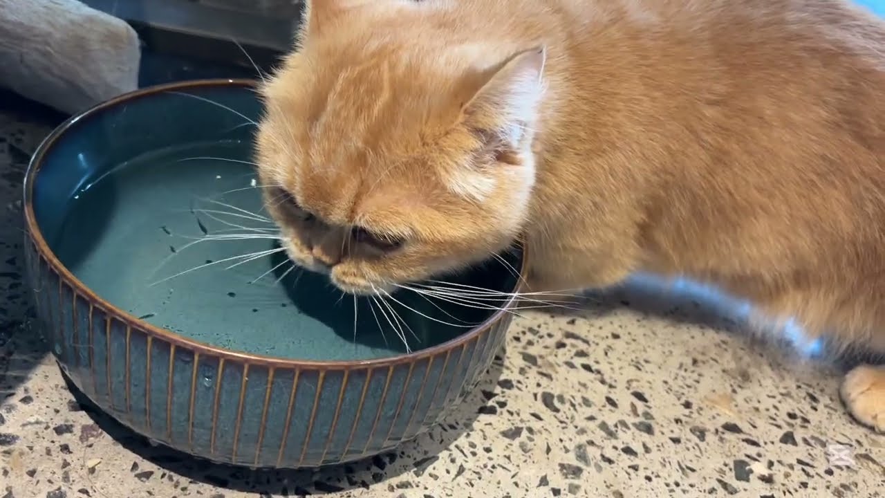 Inside Sydney’s Cutest Cat Café – Pokemeow Cafe Adventure!