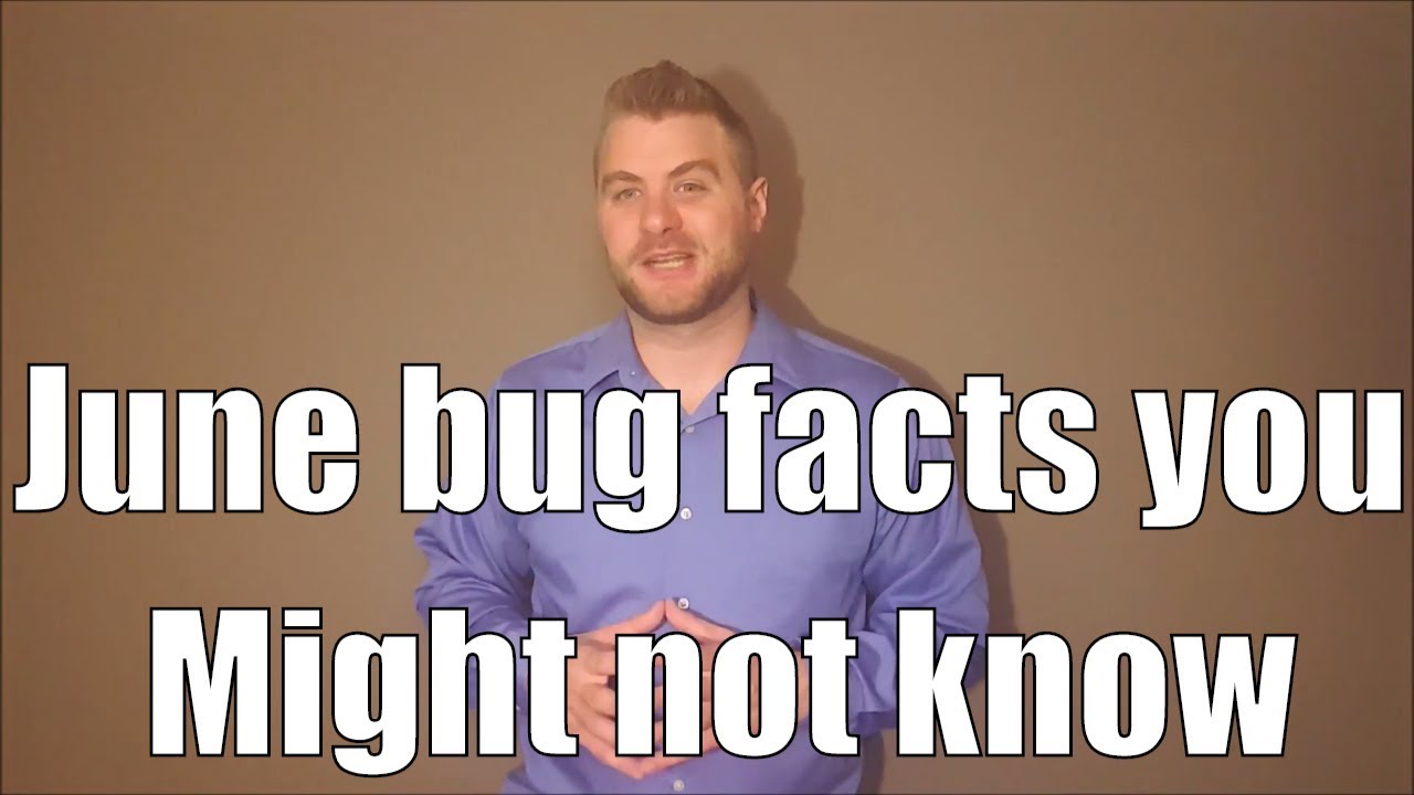 June bug facts you might not know