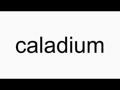 How to pronounce caladium