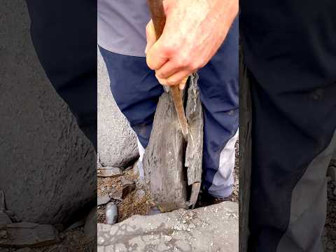 We Opened Up Shale For A Golden Cephalopod Fossil!
