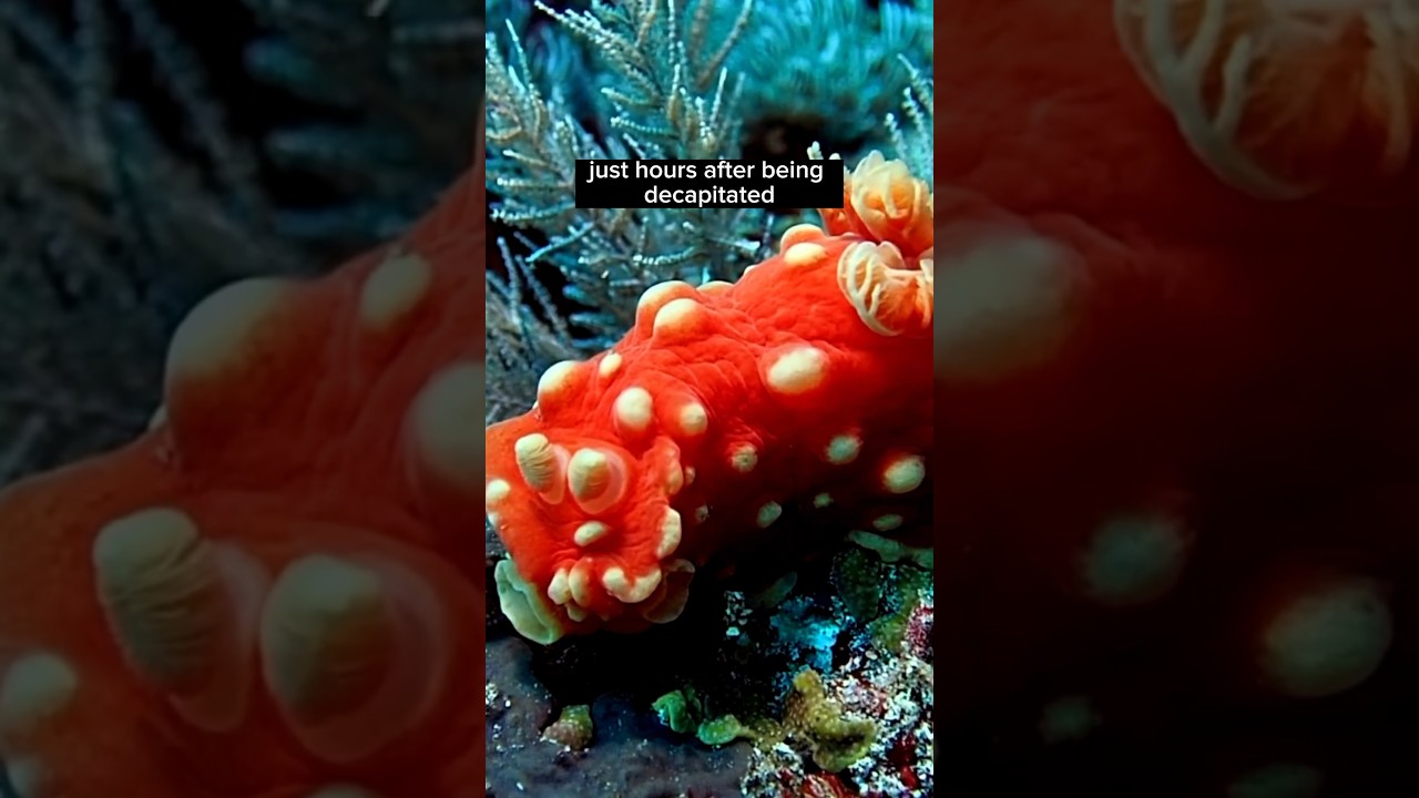 The sea slug will be our salvation #explore #biology #strangepost #science #seaslug #shortsfeed