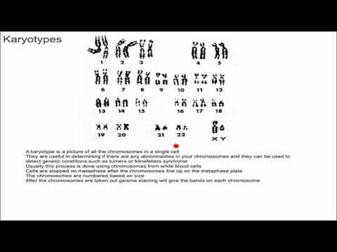 Karyotypes