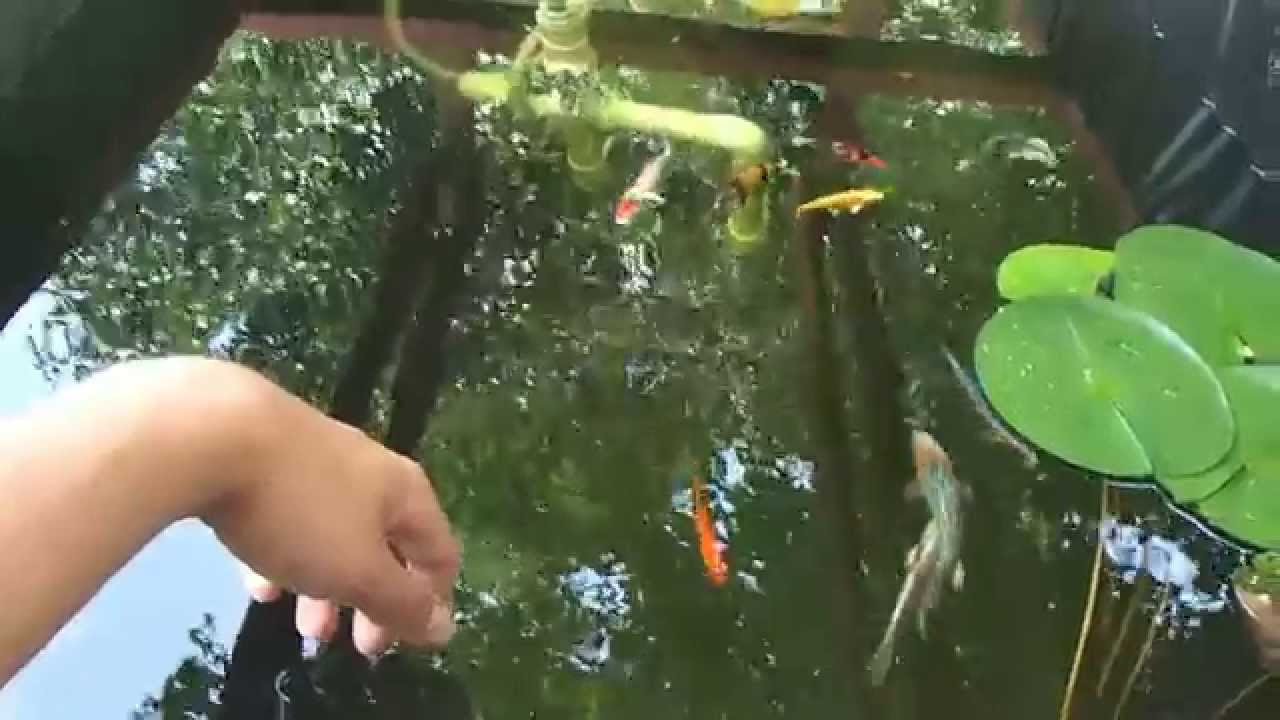 How To Care Guide: Koi, the living painting