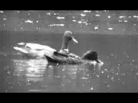 Duck Movie