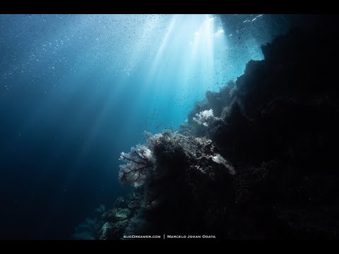 Raja Ampat Liveaboards - Best SCUBA Diving Holiday with MV Mermaid II Dec 2022