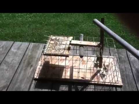Varmint trap