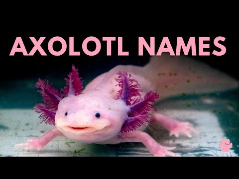 Axolotl 💗 Names - 36 CUTE & TOP & POPULAR Ideas!!! | Names