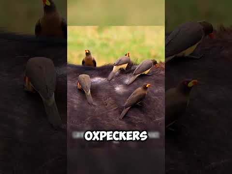 The Unbelievable Symbiosis: Oxpeckers Feast on an Injured Hippo! #shorts #viralvideo