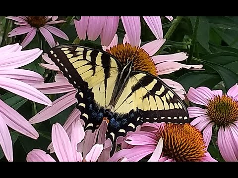 Butterfly Behavior and Ecology