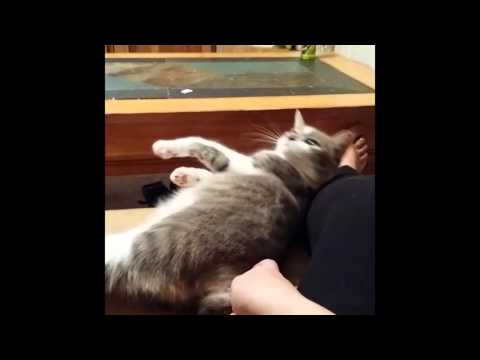 Cat Falls off of Couch When Scratched