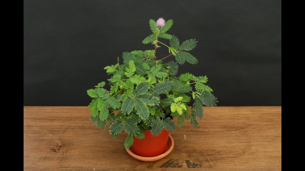 Growing the Sensitive Plant  (Mimosa pudica)