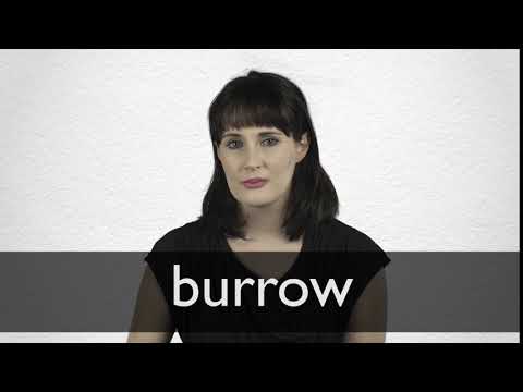 How to pronounce BURROW in British English