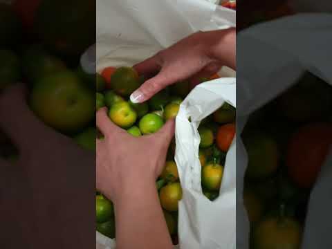 Bunga ng Kalamansi #Shorts (calamansi fruits) Calamansi Tree / Lanih Parish